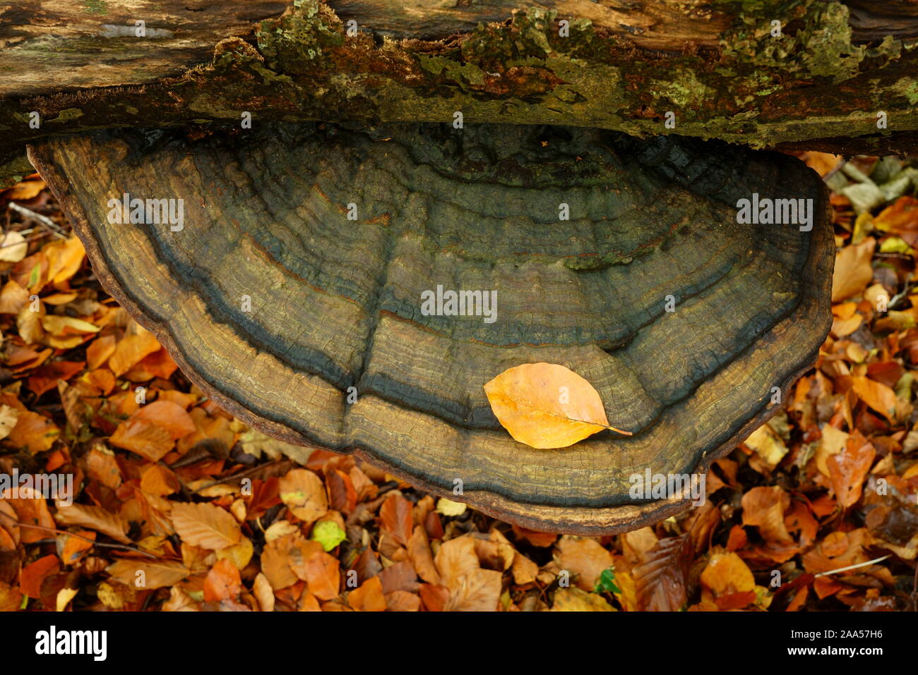 Hoof fungus fomes fomentarius growing on a fallen Beech tree Stock ...