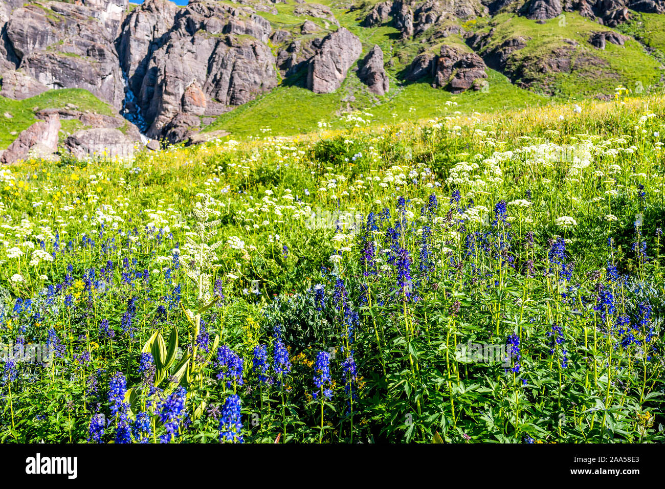 Delphinium nuttallianum larkspur flowers on meadow field on trail to ...