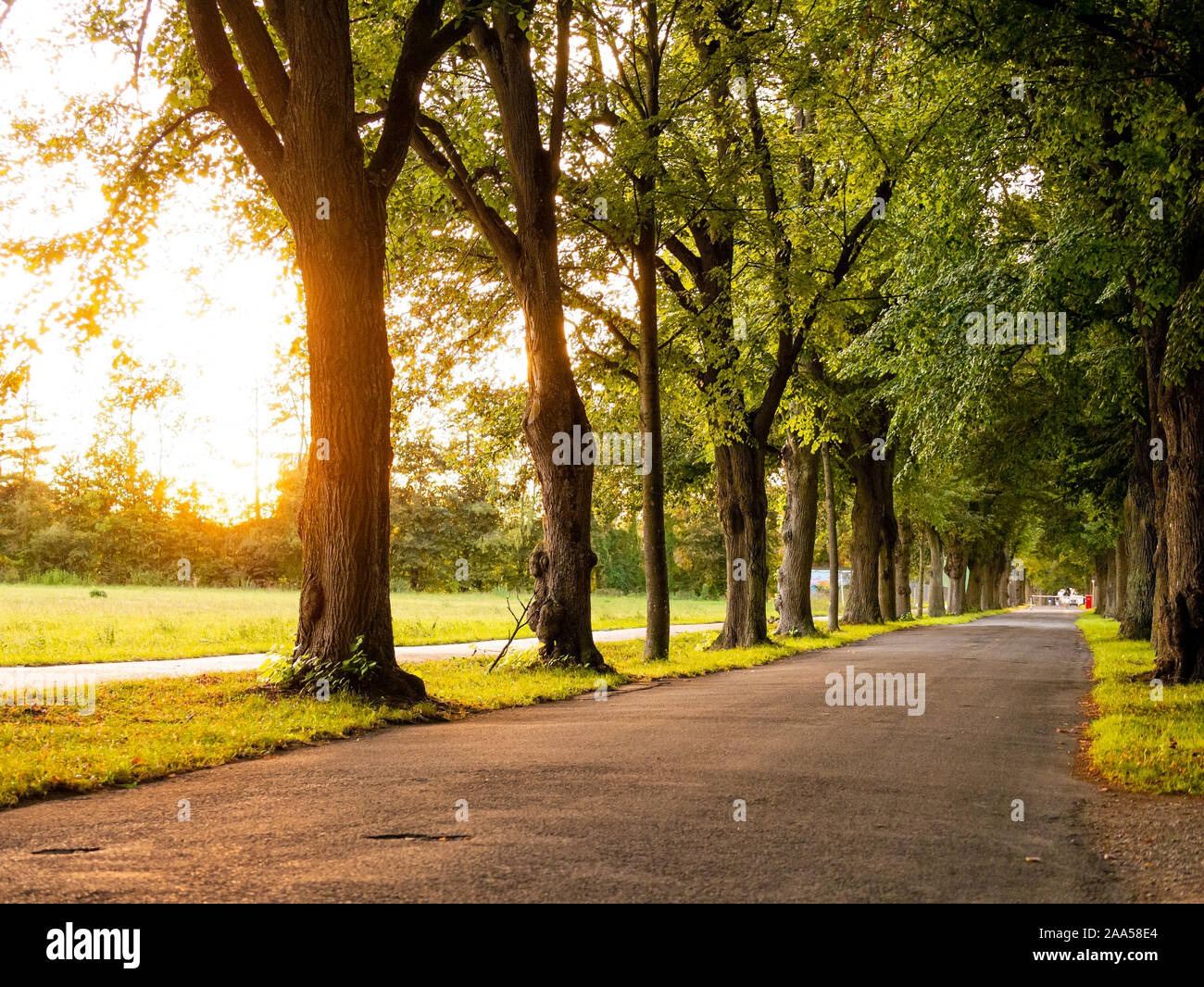 Image of avenue with trees and empty road in autumn Stock Photo - Alamy