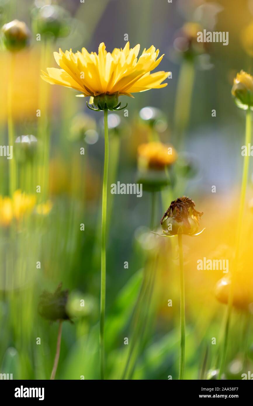 A portrait of a tall yellow dandelion like flower outside in a garden ...