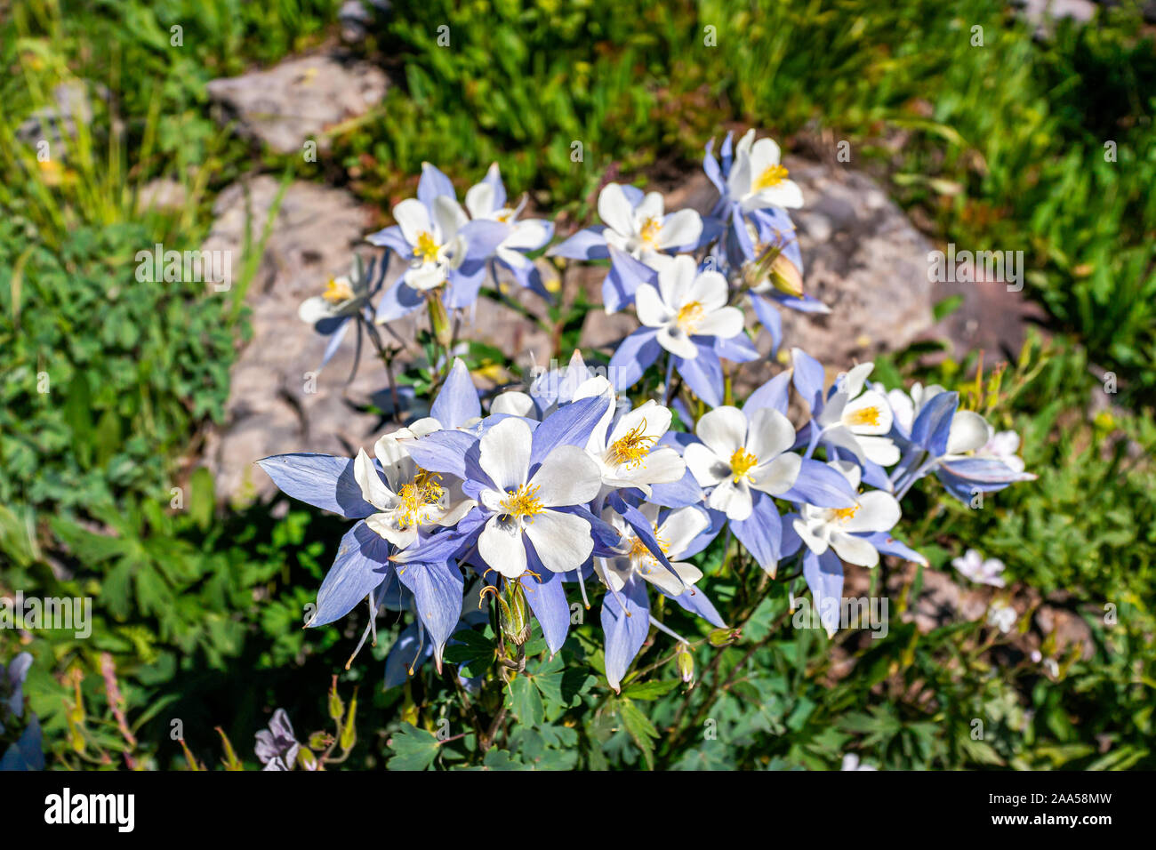Yellow columbine wildflowers hi-res stock photography and images - Alamy
