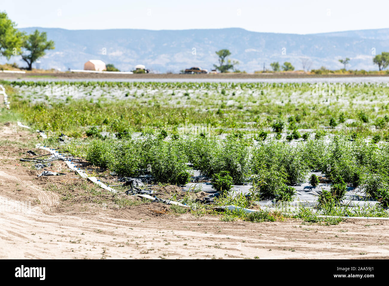 Rows of green medicinal hemp plants growing on farm in Montrose or ...