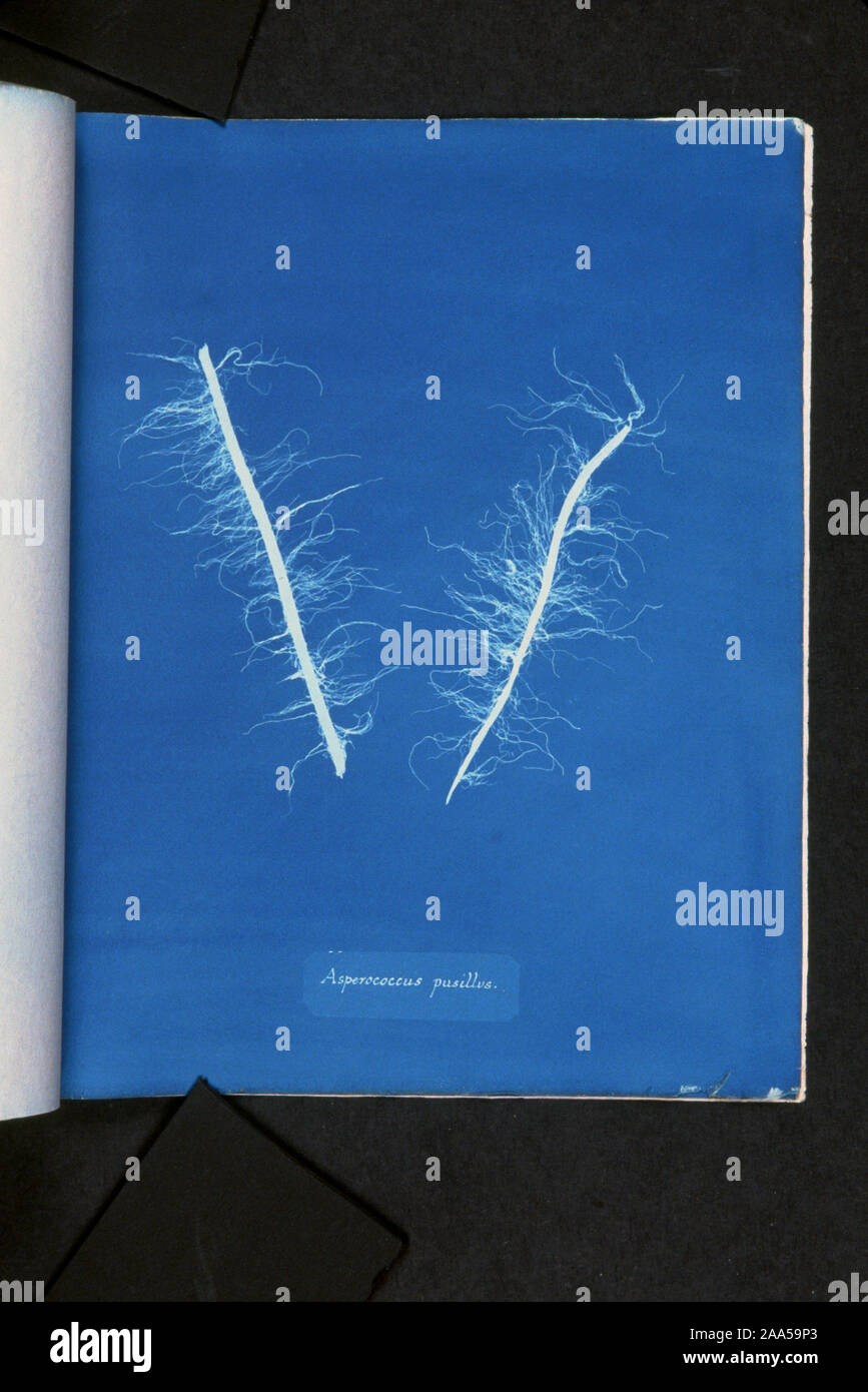 Asperococcus hi-res stock photography and images - Alamy