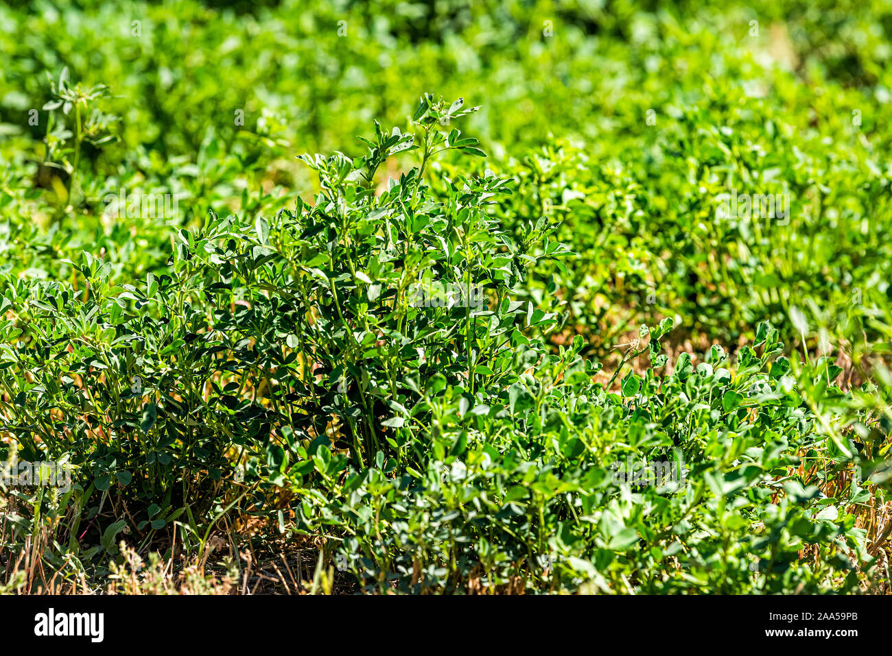 Closeup of green alfalfa leaves plants growing on farm in Montrose or ...