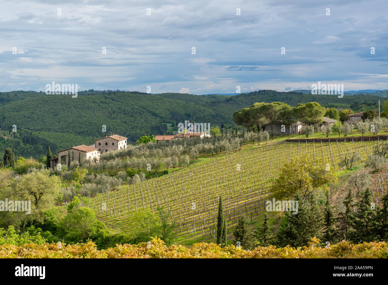 Grape vineyard, Radda in Chianti, Tuscany, Italy Stock Photo - Alamy