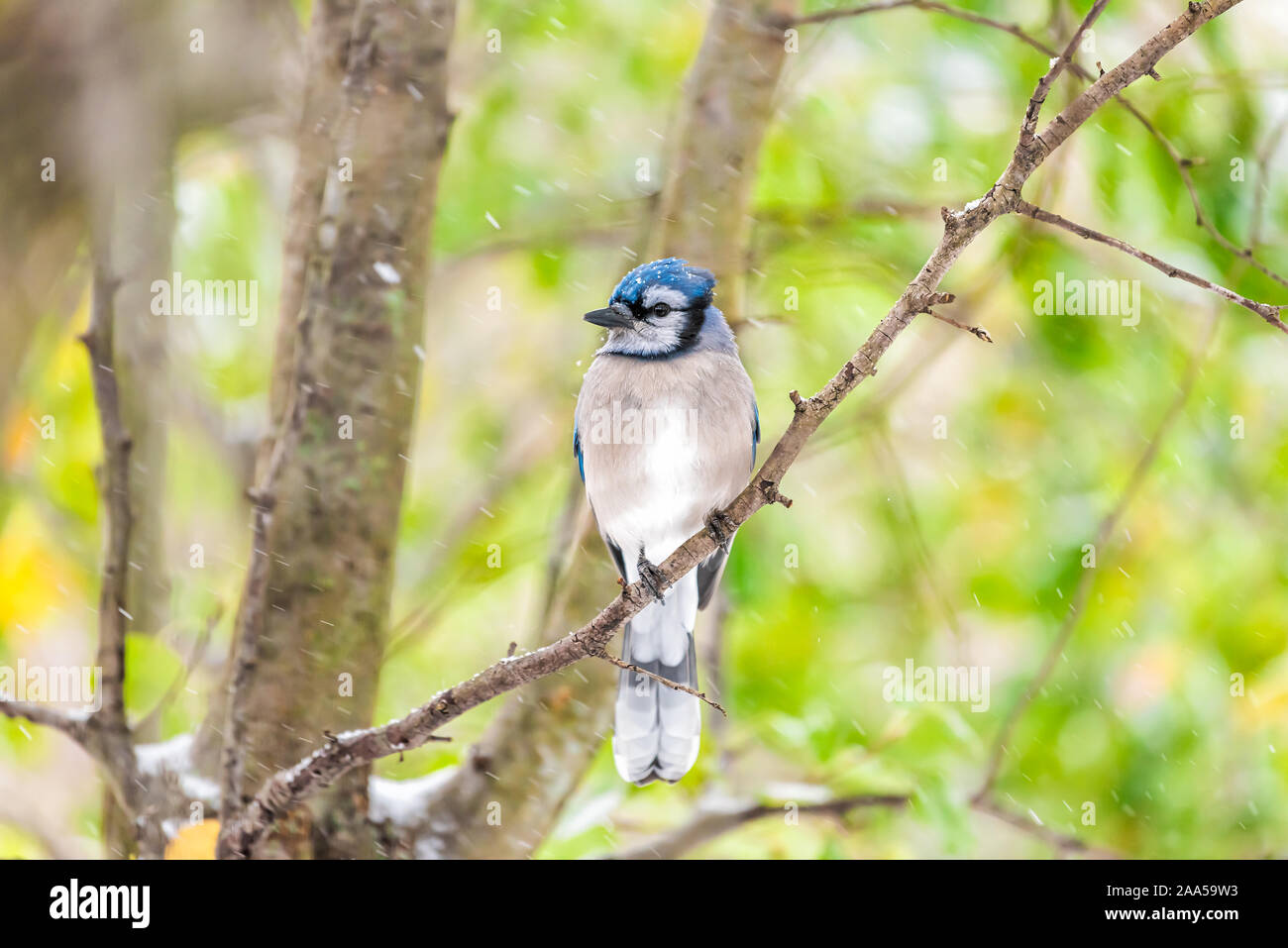 Bluejay in snowy tree hi-res stock photography and images - Alamy
