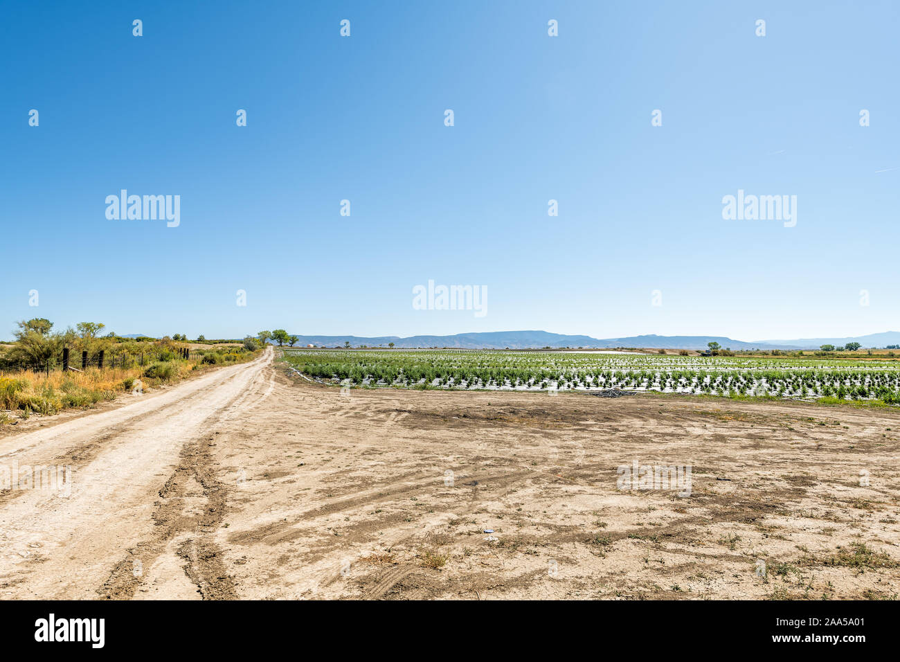Wide angle view of rows of green medicinal hemp plants growing on farm ...