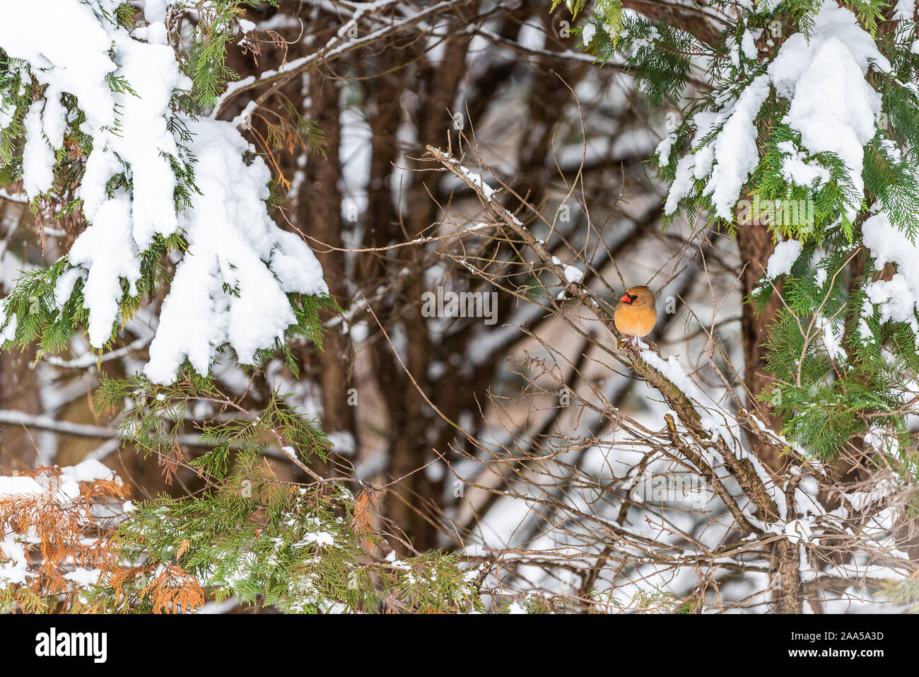 Small female red orange northern cardinal Cardinalis bird perching ...