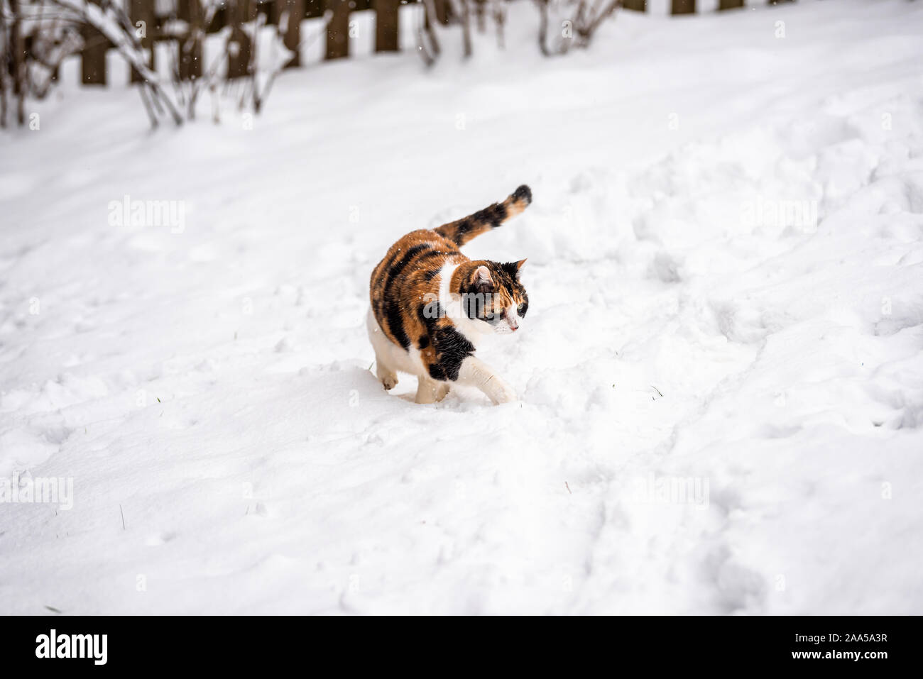Calico cat with tail kitty outside in backyard during snow snowing ...