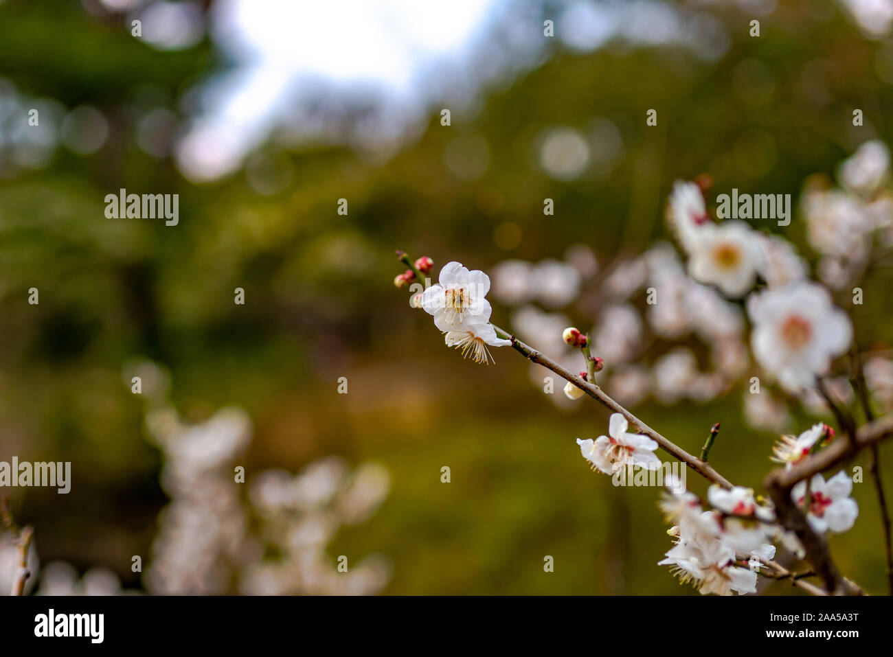 Nara plant hi-res stock photography and images - Alamy