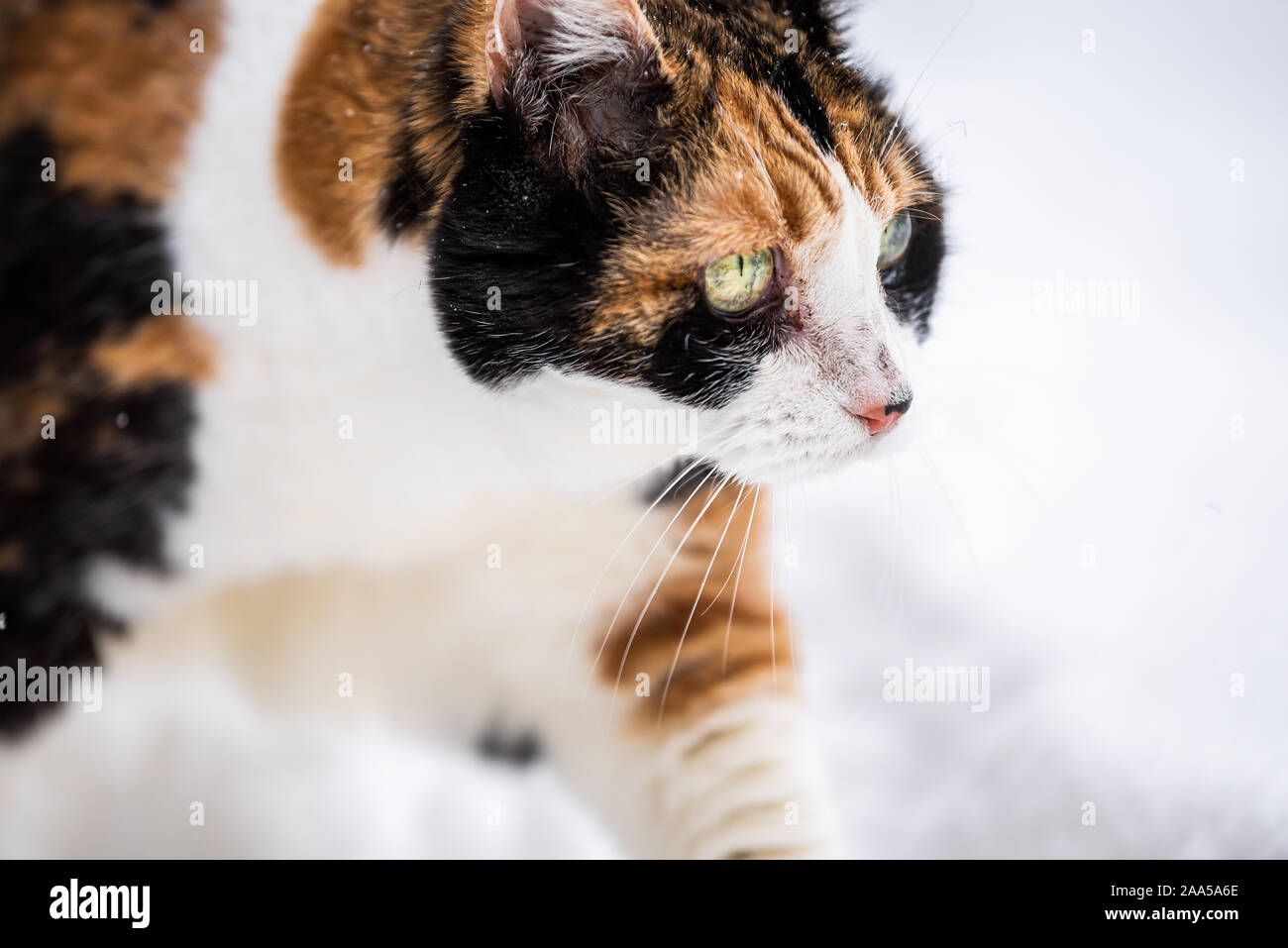Calico closeup of cat kitty face and green eyes outside in backyard ...