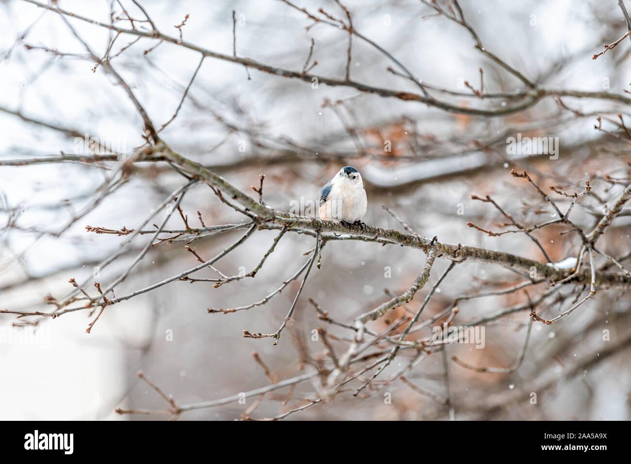 Single white-breasted nuthatch bird on tree branch during snow oak tree ...