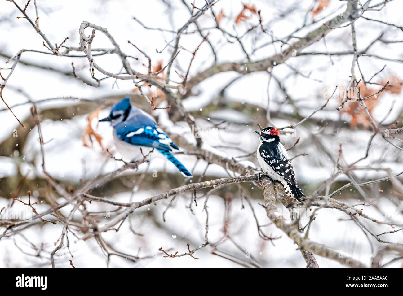 Two different birds hi-res stock photography and images - Alamy
