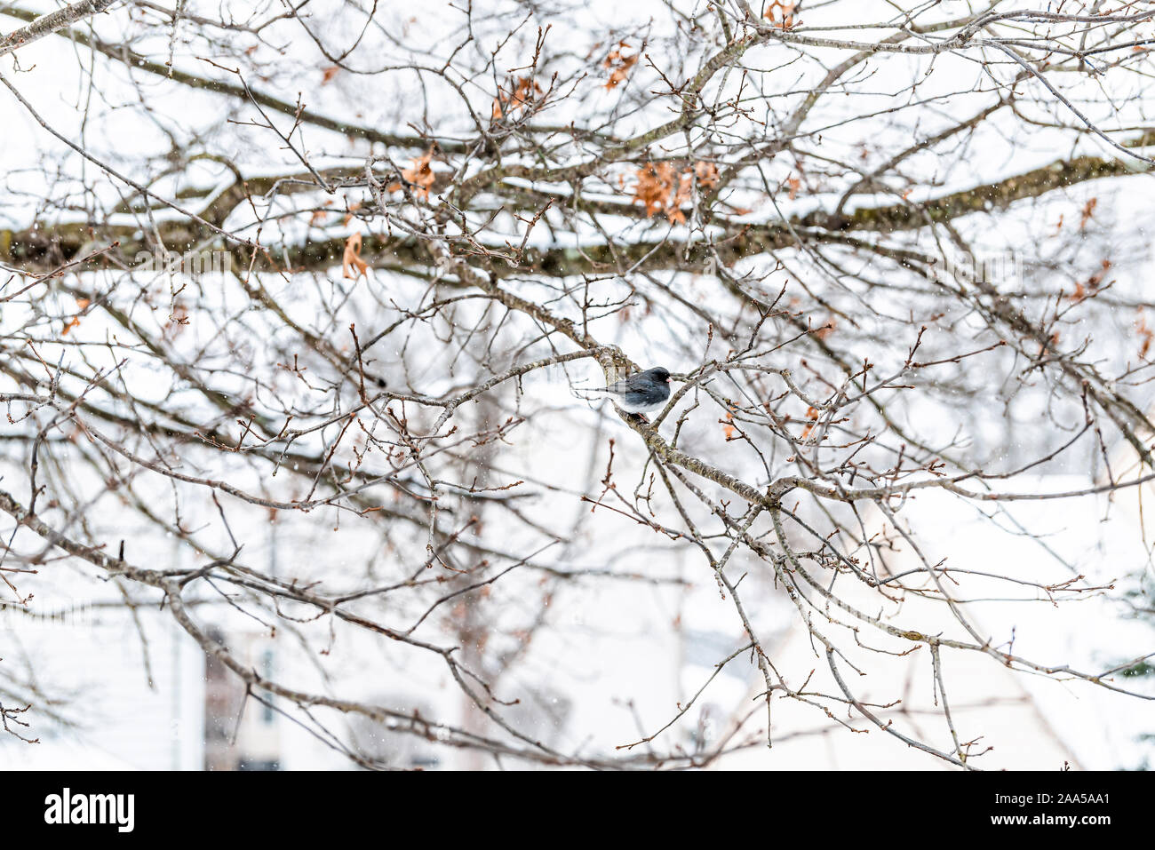 Black Eyed Junco High Resolution Stock Photography and Images - Alamy