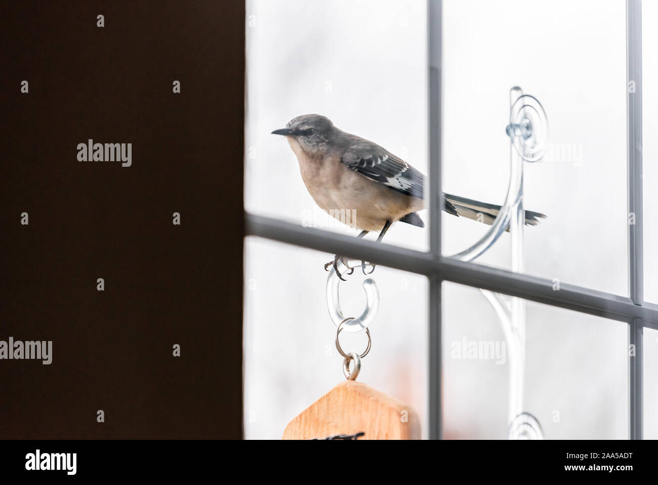 Northern mockingbird bird sitting perching on hanging suet window ...