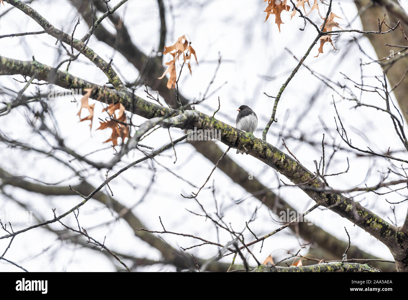 Dark-eyed junco one small black bird perched sitting on oak tree with ...