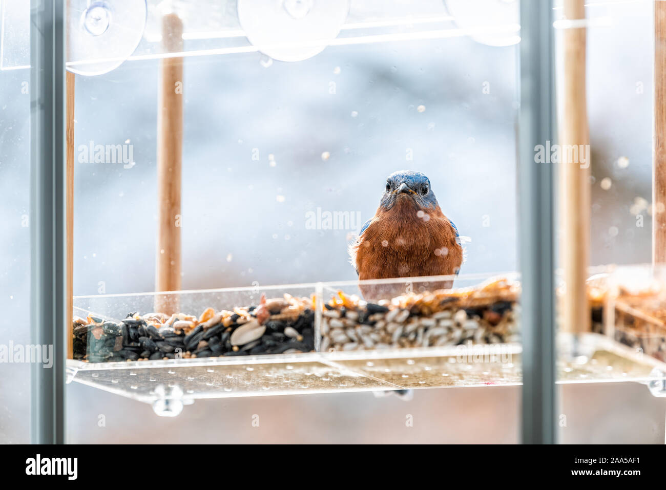 Closeup of blue bluebird one bird sitting perching on plastic dirty ...