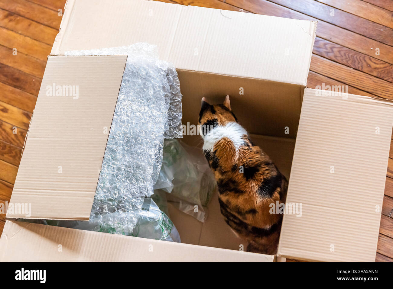 Cat cardboard house box hi-res stock photography and images - Alamy