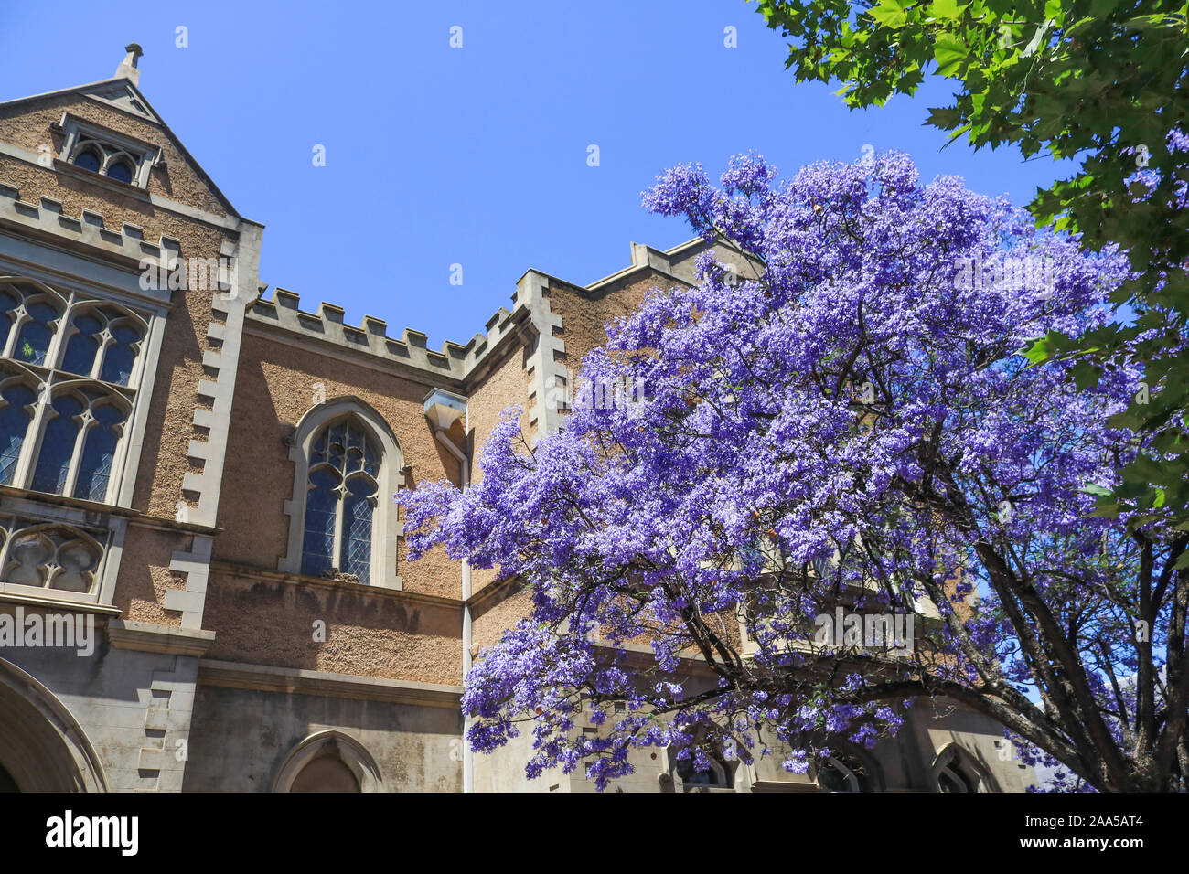 Jacarandas Jacaranda Mimosifolia High Resolution Stock Photography and ...