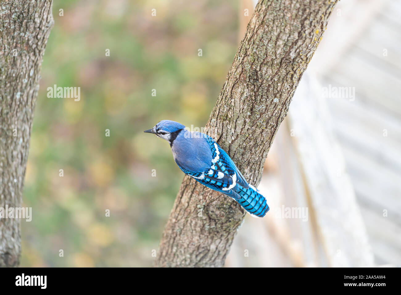 Bluejay bird angle hi-res stock photography and images - Alamy
