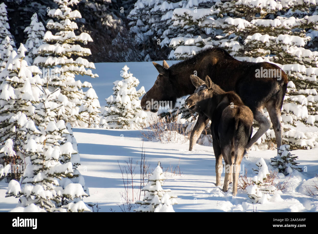 Two large bull moose hi-res stock photography and images - Alamy