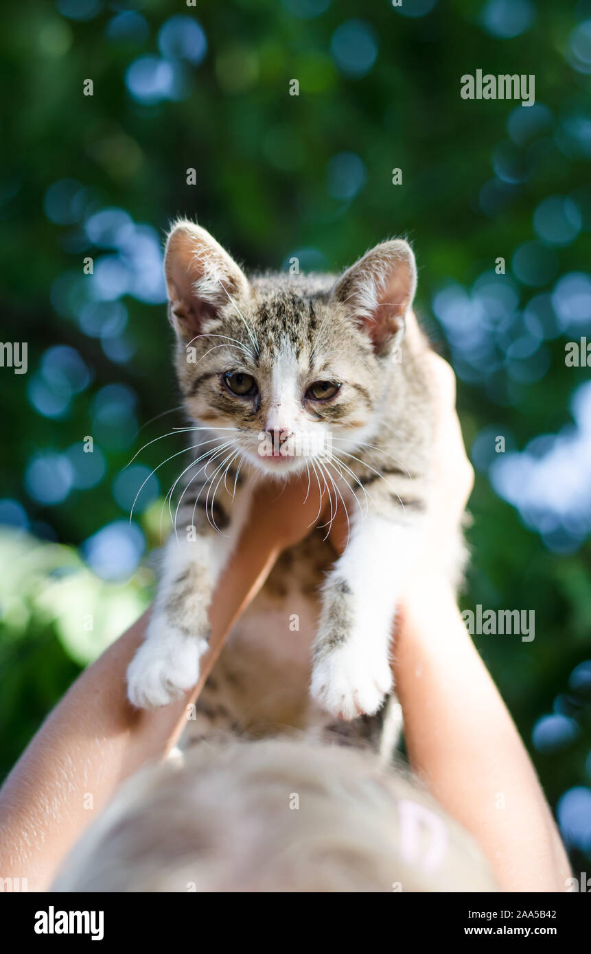 lovely cat up in girls hands Stock Photo - Alamy
