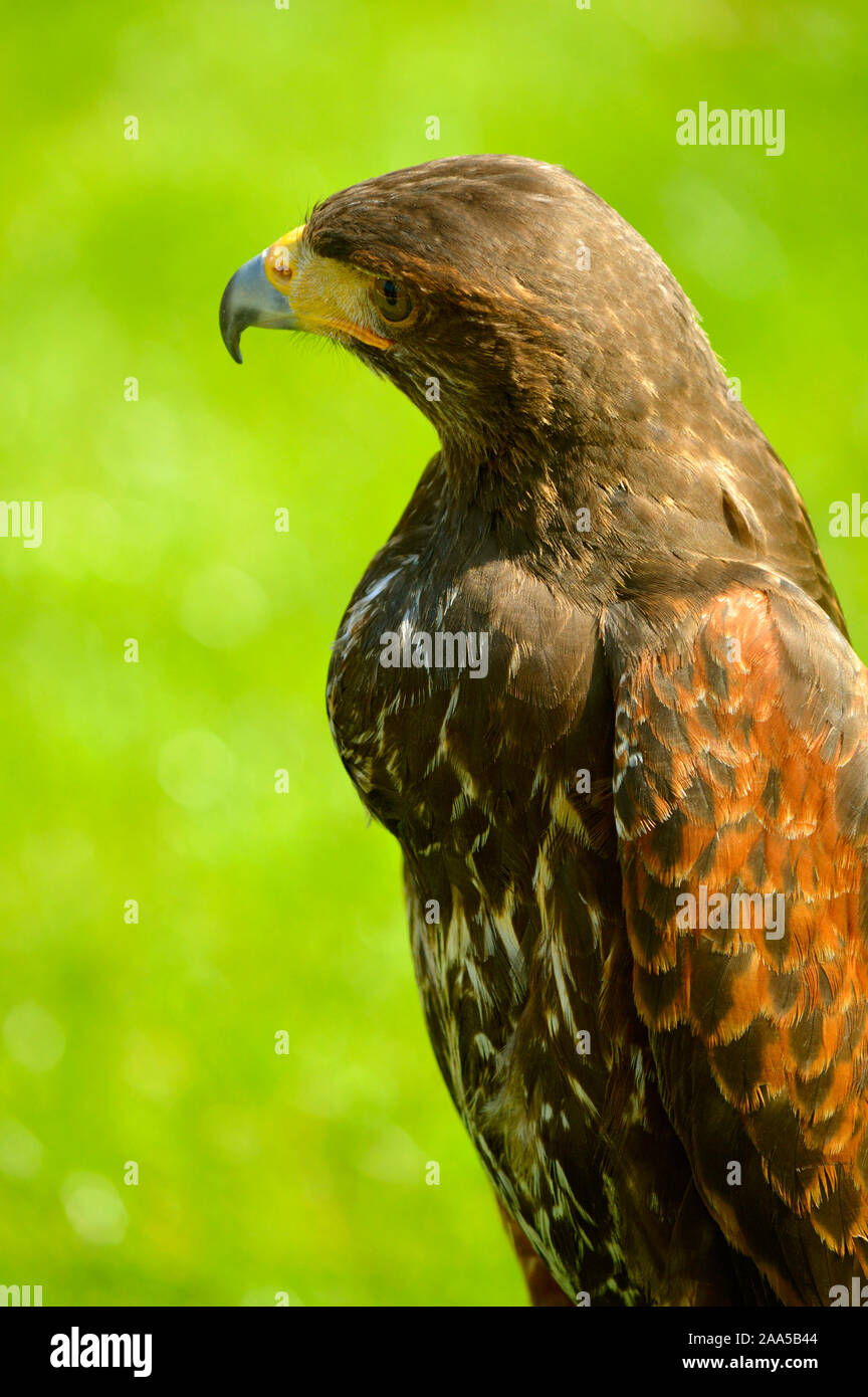 Harris Hawk perched outside in a falconry centre Latin name Parabuteo ...