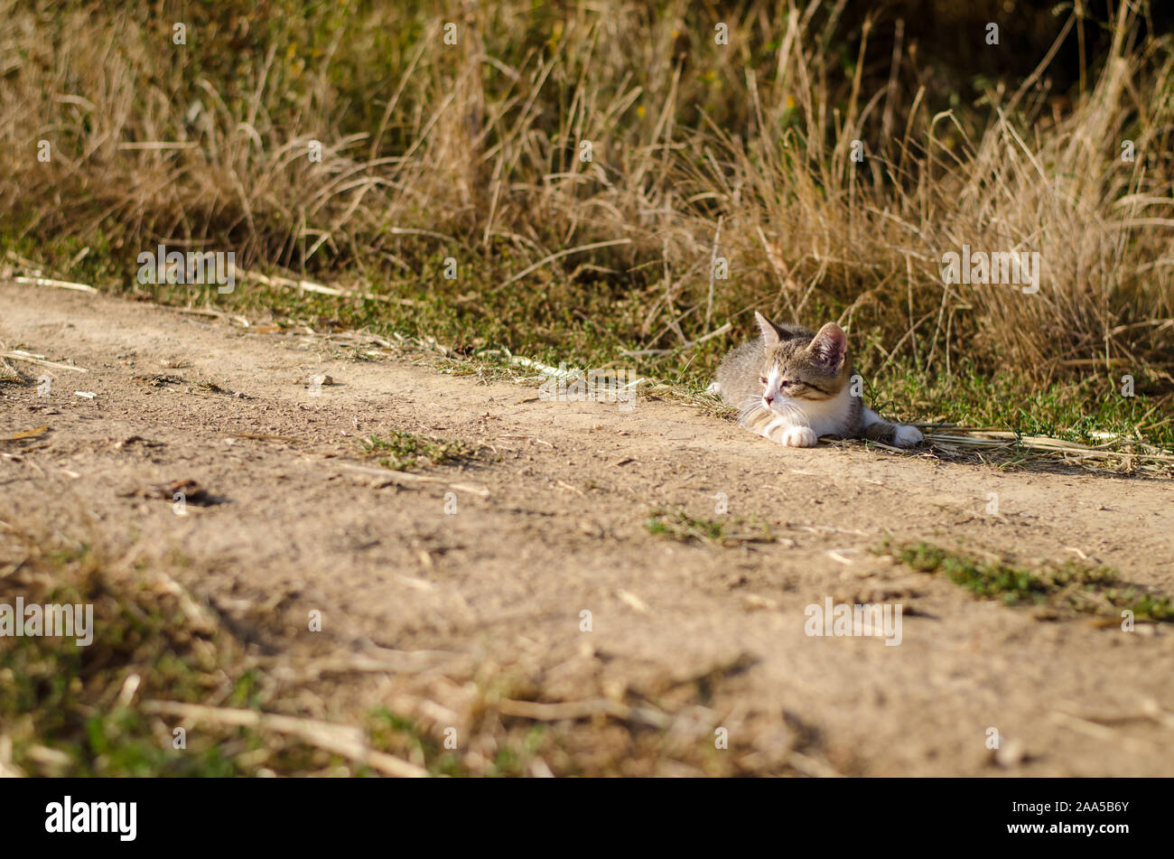 one cute cat alone in country path Stock Photo - Alamy