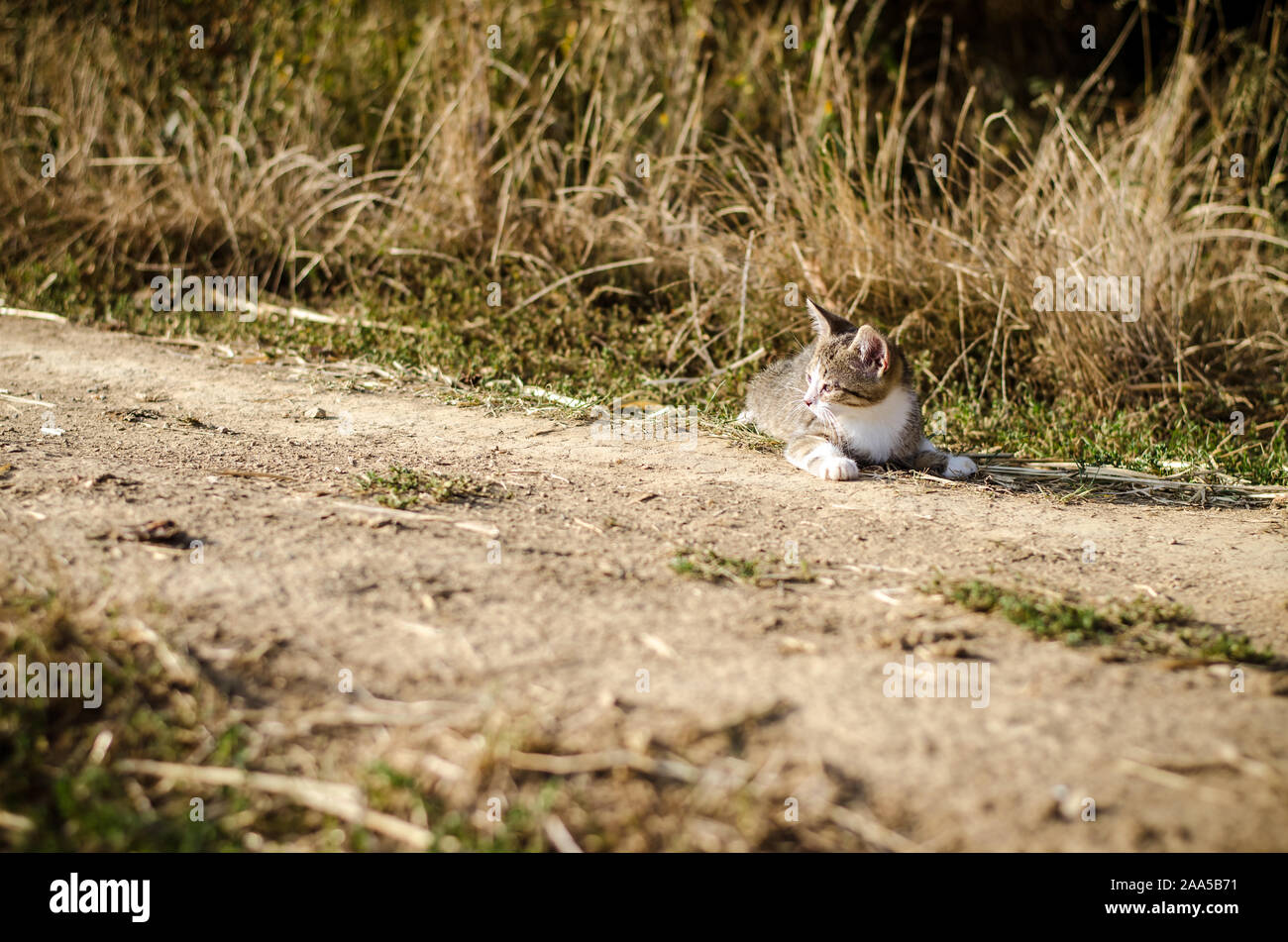 one cute cat alone in country path Stock Photo - Alamy