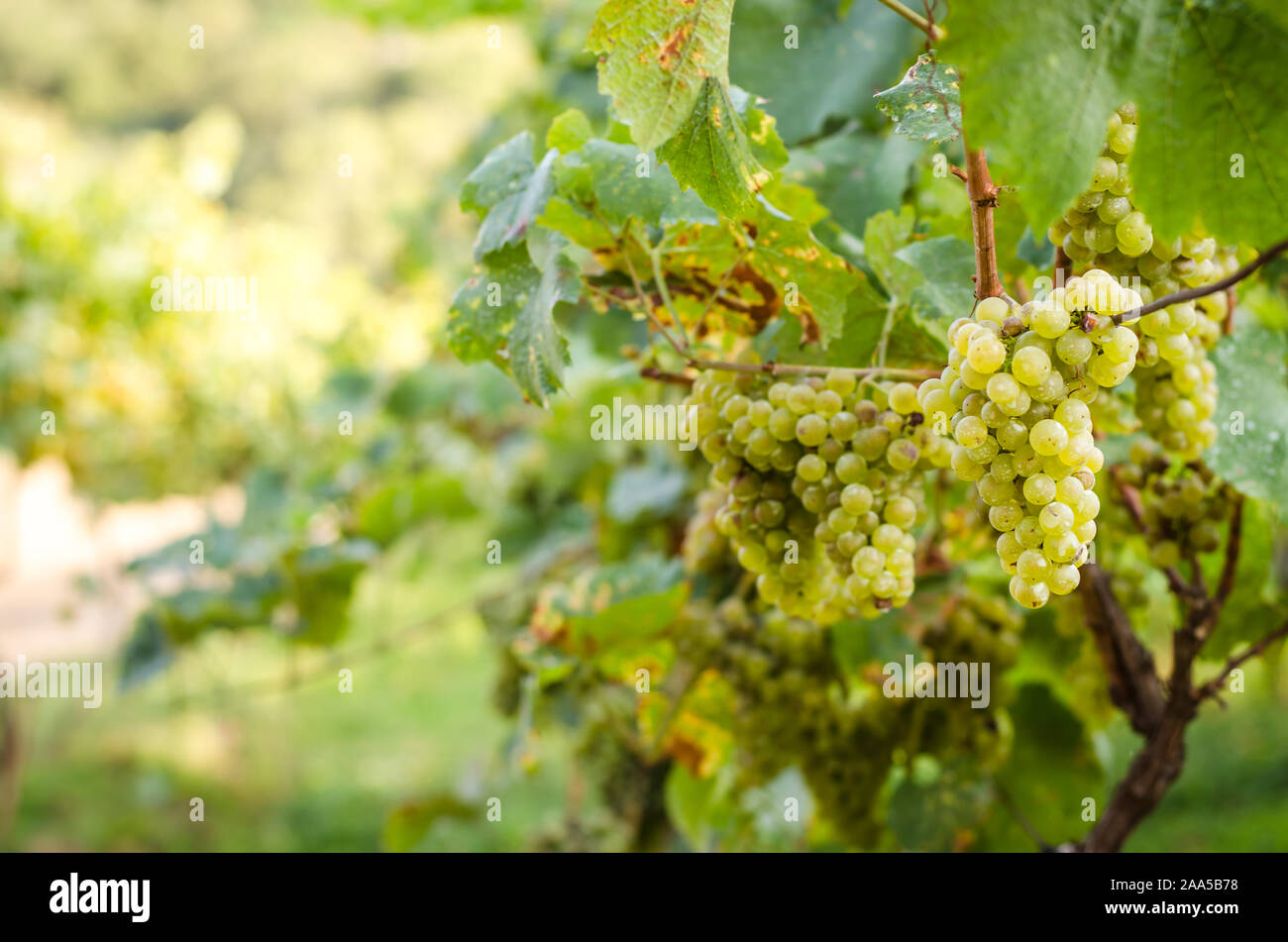 Small clusters of grapes hi-res stock photography and images - Alamy
