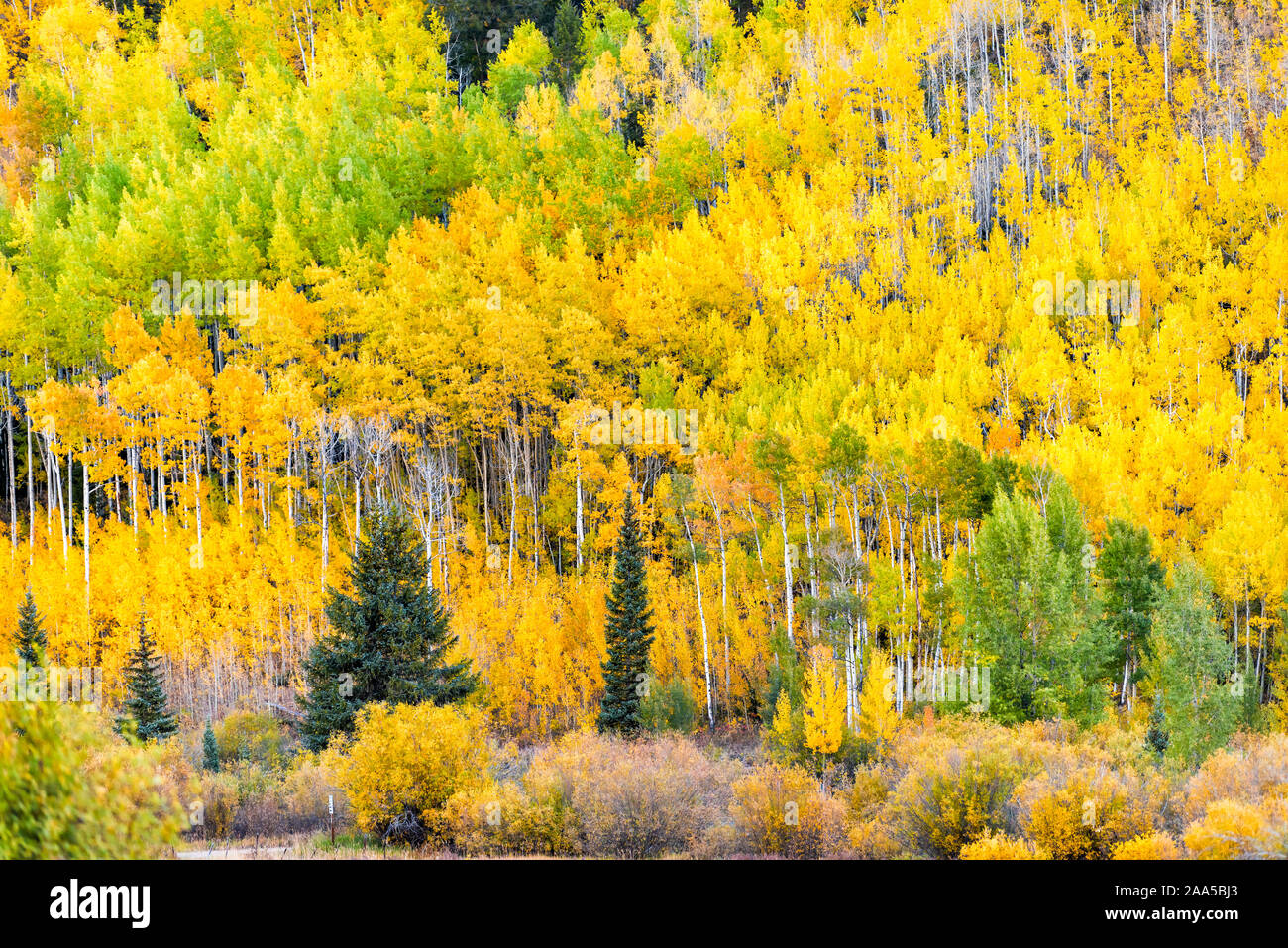 Aspen leaves turning yellow hi-res stock photography and images - Alamy