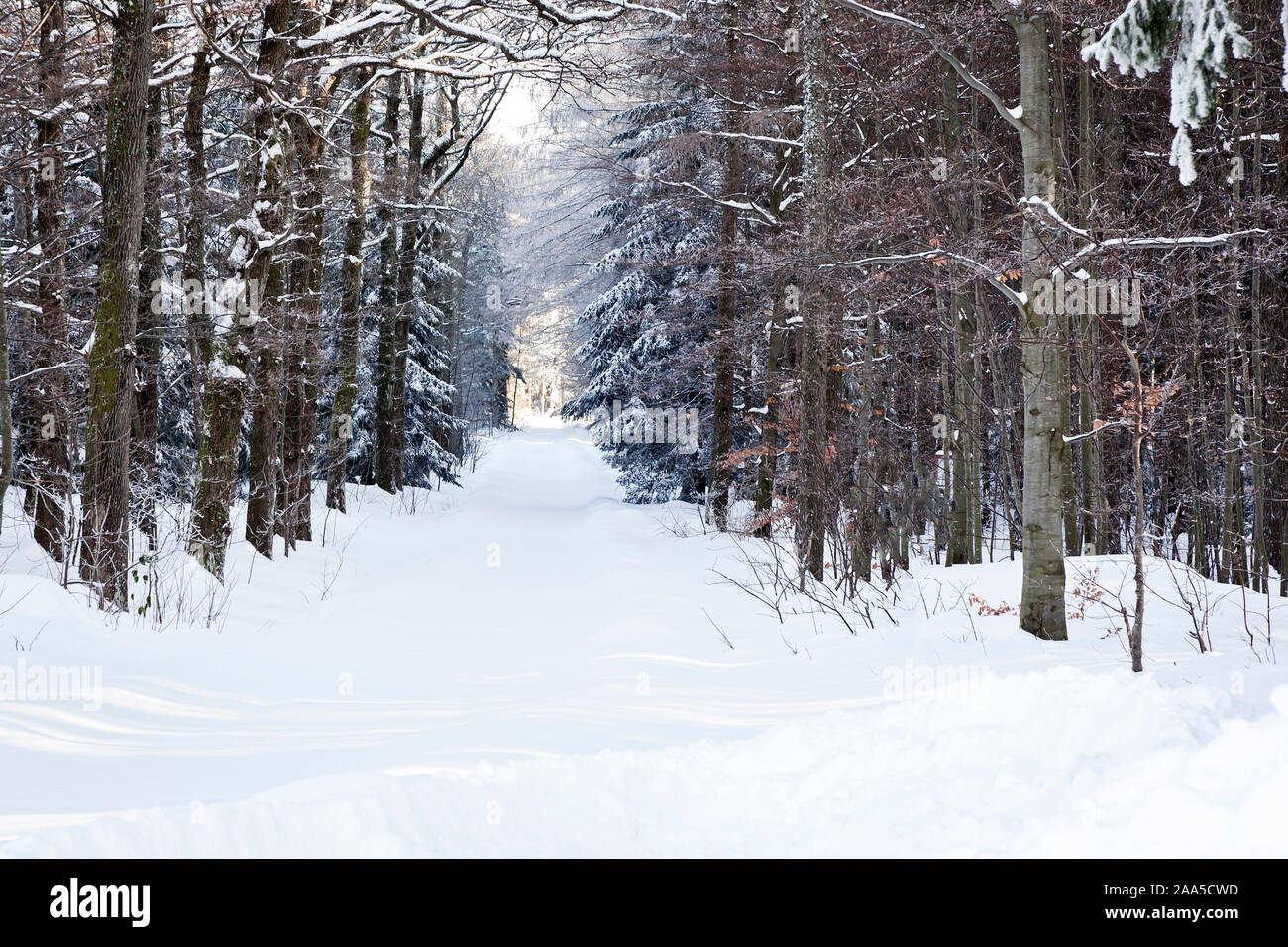 An image of a nice winter scenery in the black forest area Stock Photo ...