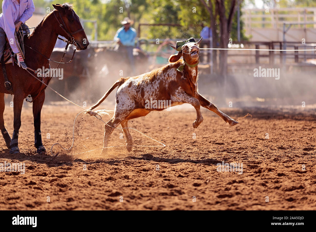Calf being lassoed in a team calf roping event by cowboys at a country rodeo Stock Photo - Alamy
