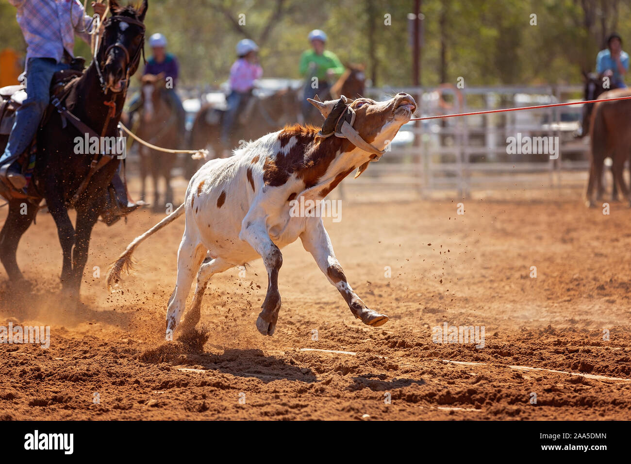 Calf being lassoed in a team calf roping event by cowboys at a country ...