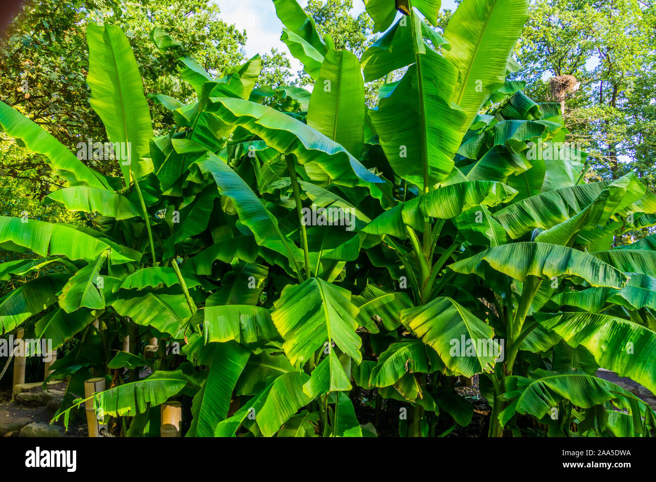 closeup of banana plants in a tropical garden, nature and horticulture ...