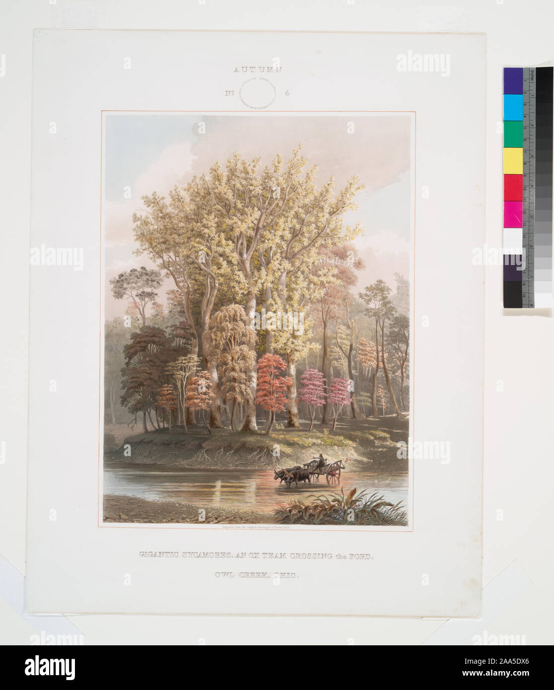 Owl crossing hi-res stock photography and images - Alamy