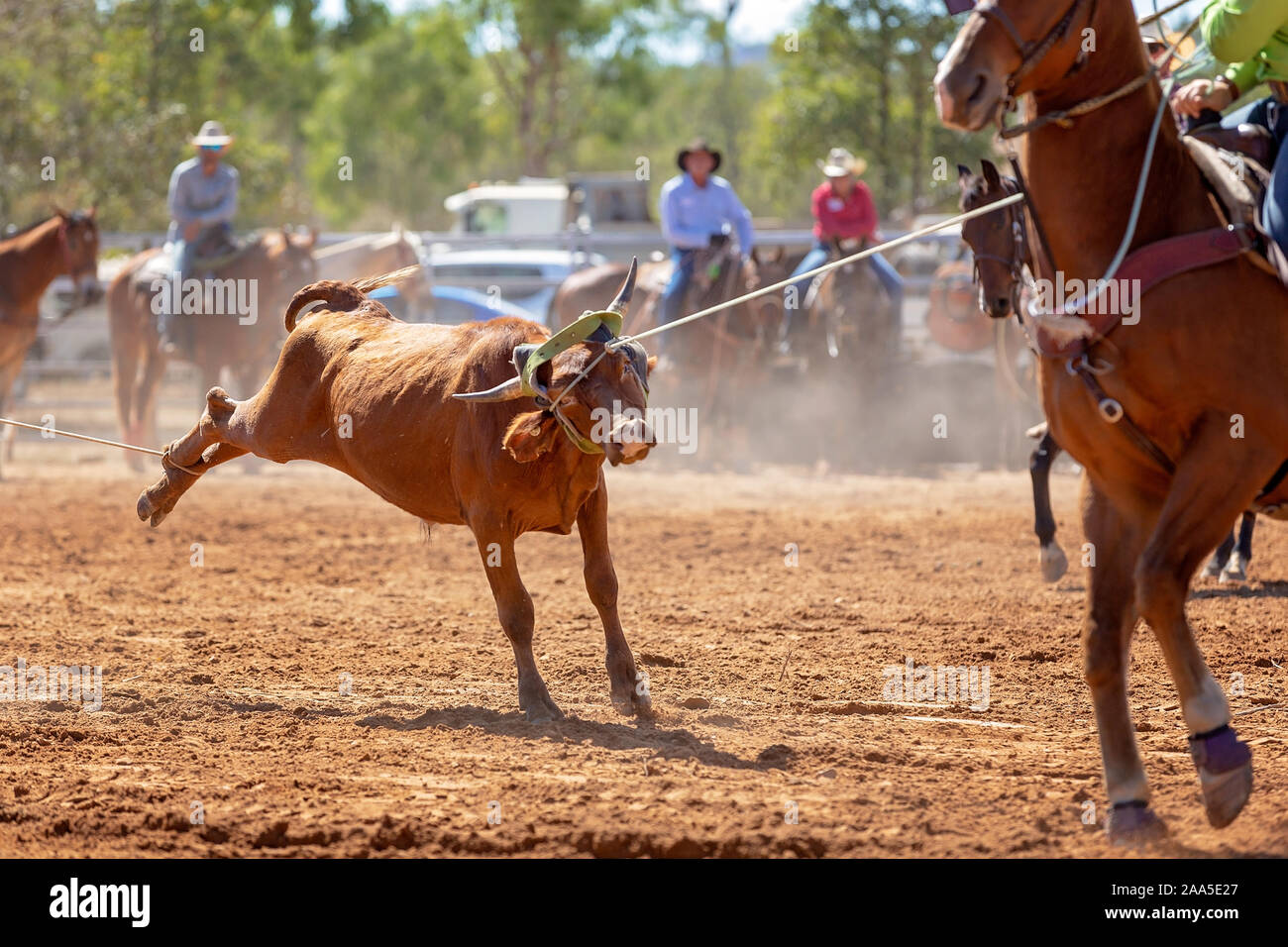 Calf being lassoed in a team calf roping event by cowboys at a country ...