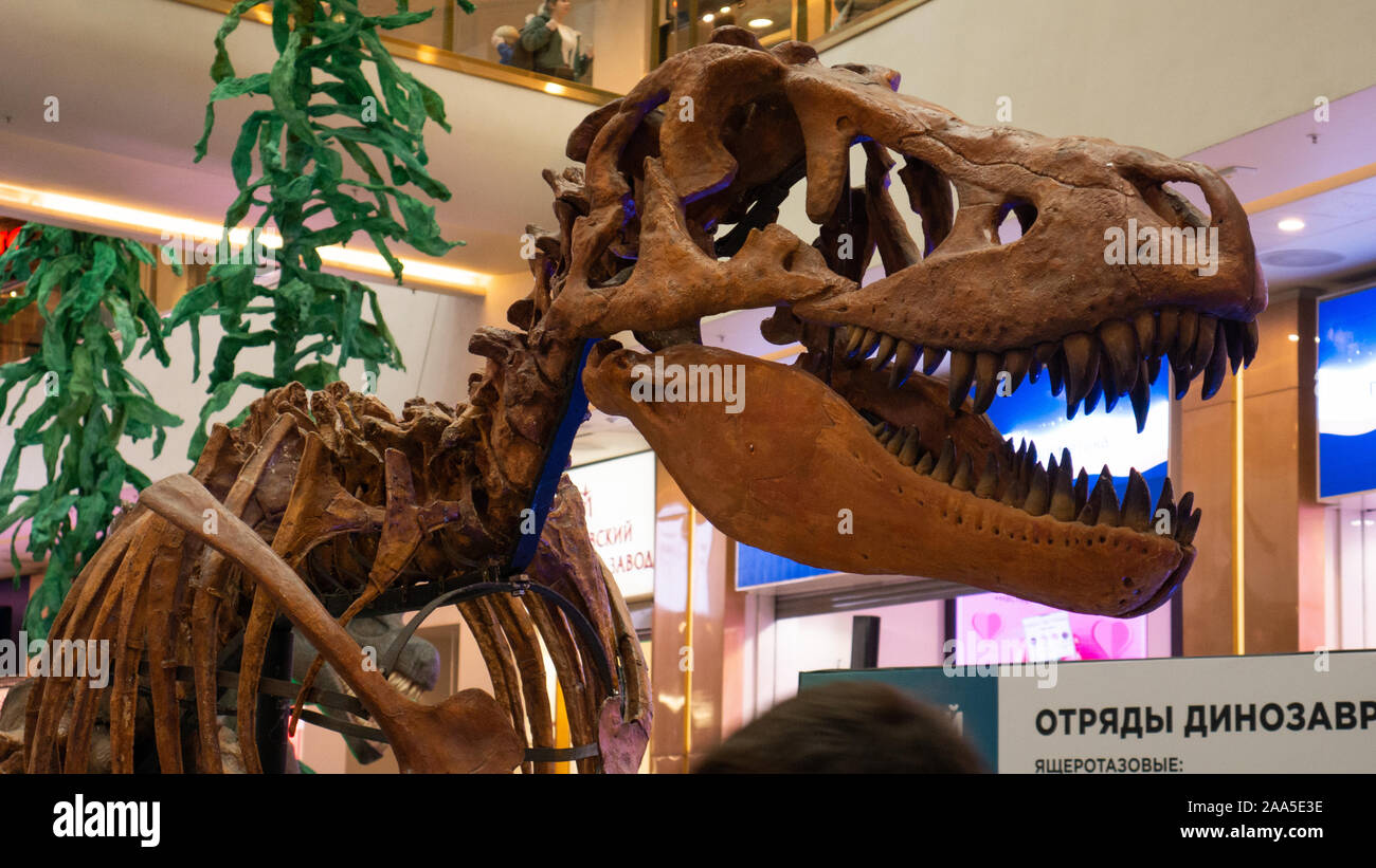 Dinosaur skeleton head close up photo in museum Stock Photo - Alamy