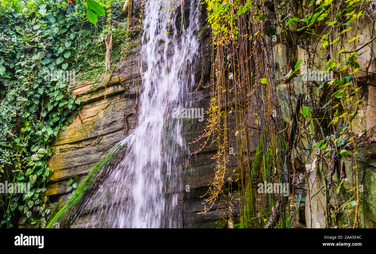 streaming water of a cliff with vine plants, tropical nature scenery ...