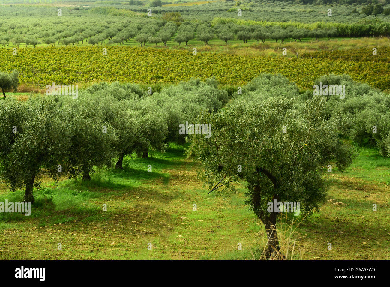 Green landscape with olive plantations and cultivation of olives in ...