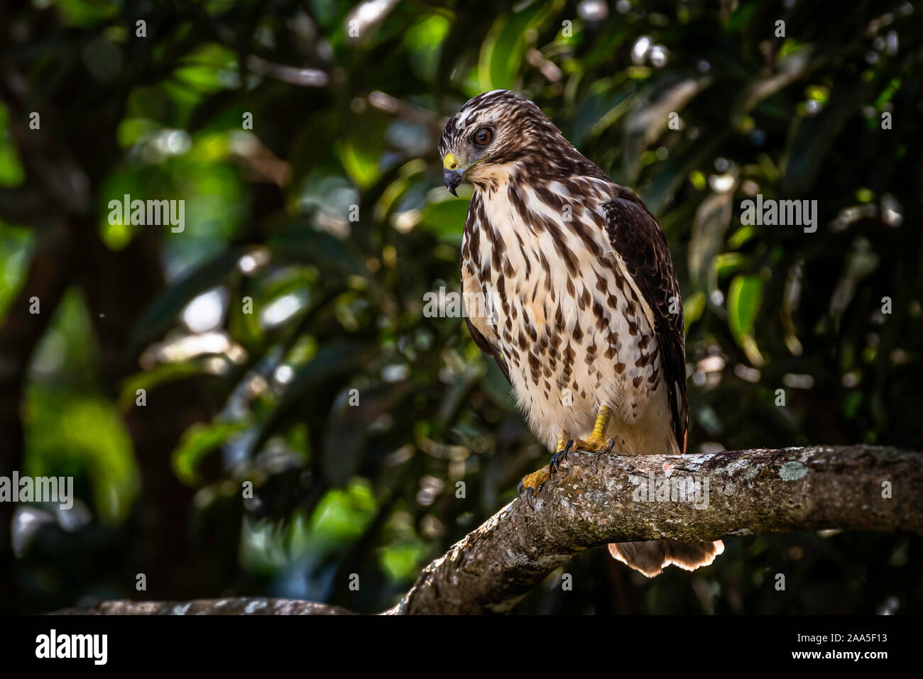 Black hawk hi-res stock photography and images - Alamy
