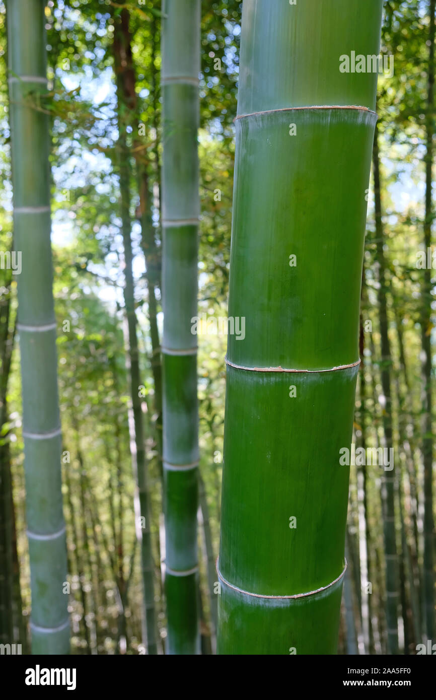 Green bamboo barrel close-up. Bamboo grove view from the side ...