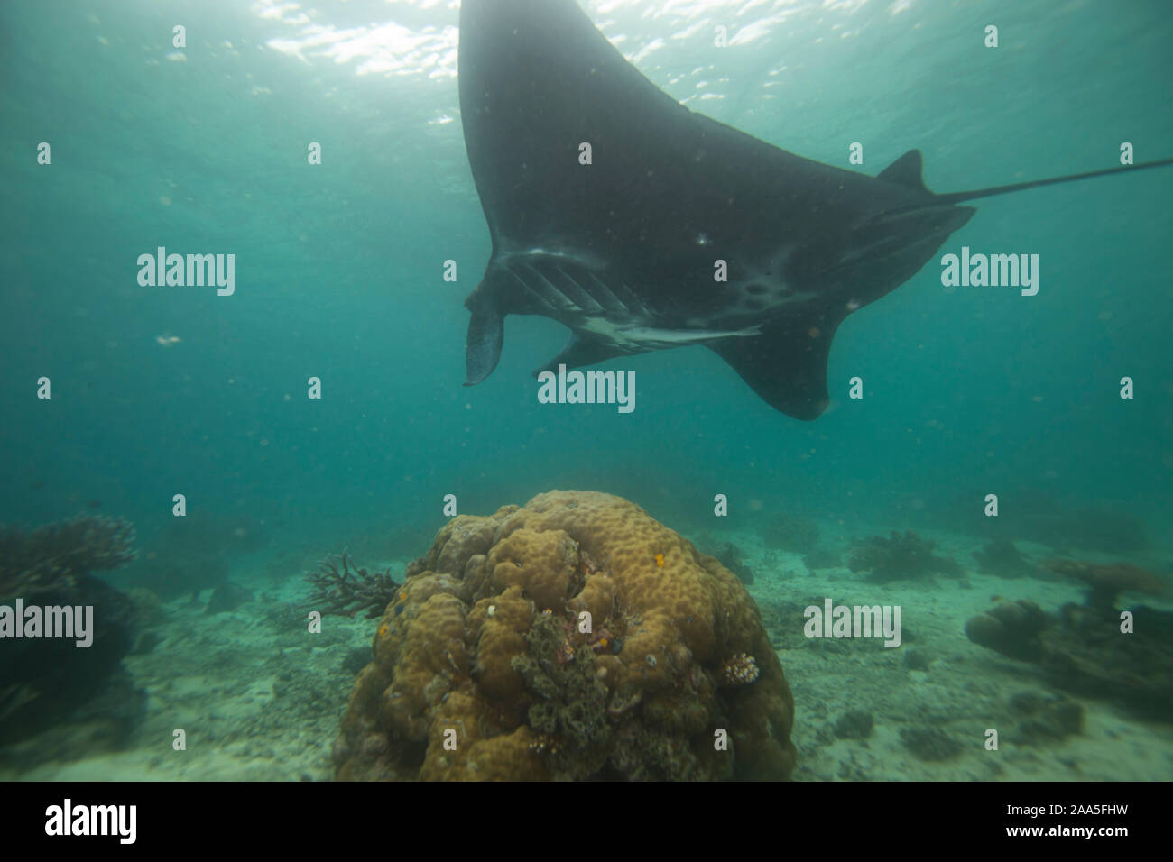 Underside of Black Manta swimming over Coral Stock Photo - Alamy