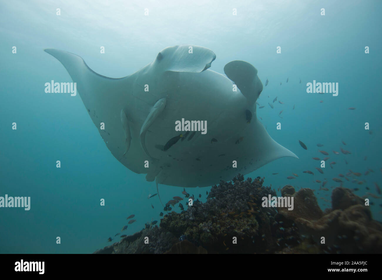 Underside of manta with coral Stock Photo - Alamy
