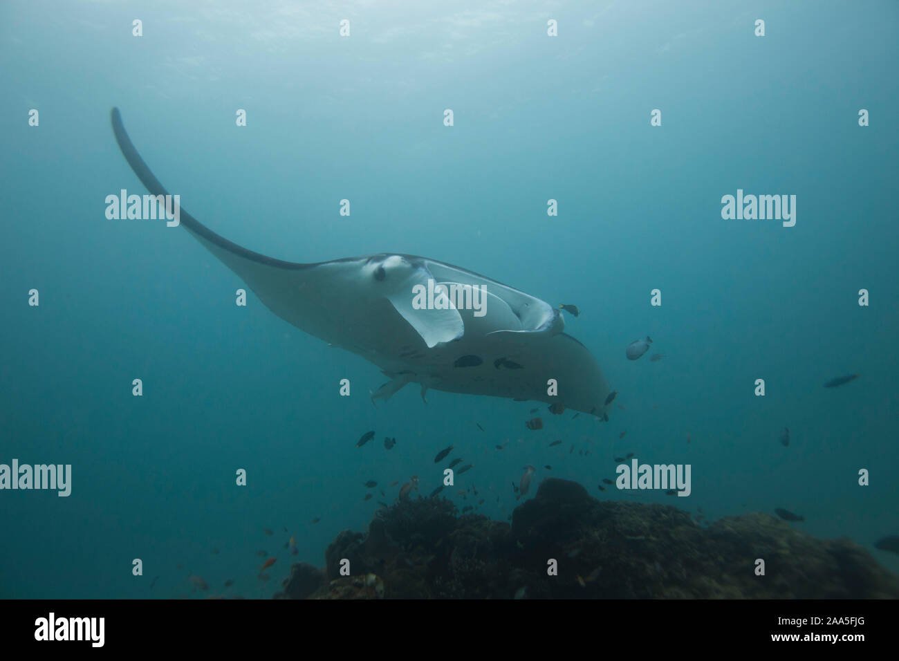 Manta over reef Stock Photo - Alamy