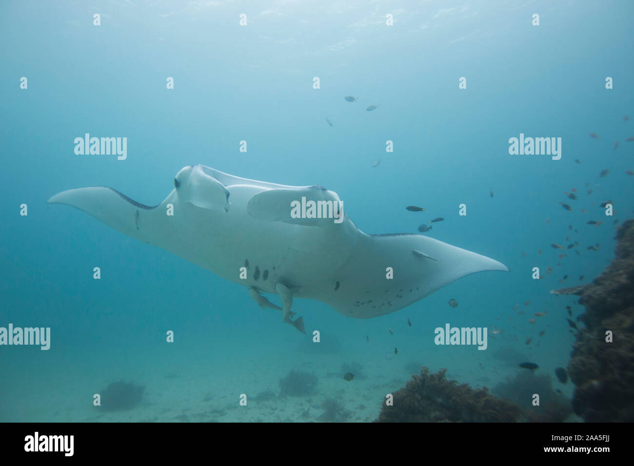 Wide angle shot of Manta with reef fish Stock Photo - Alamy