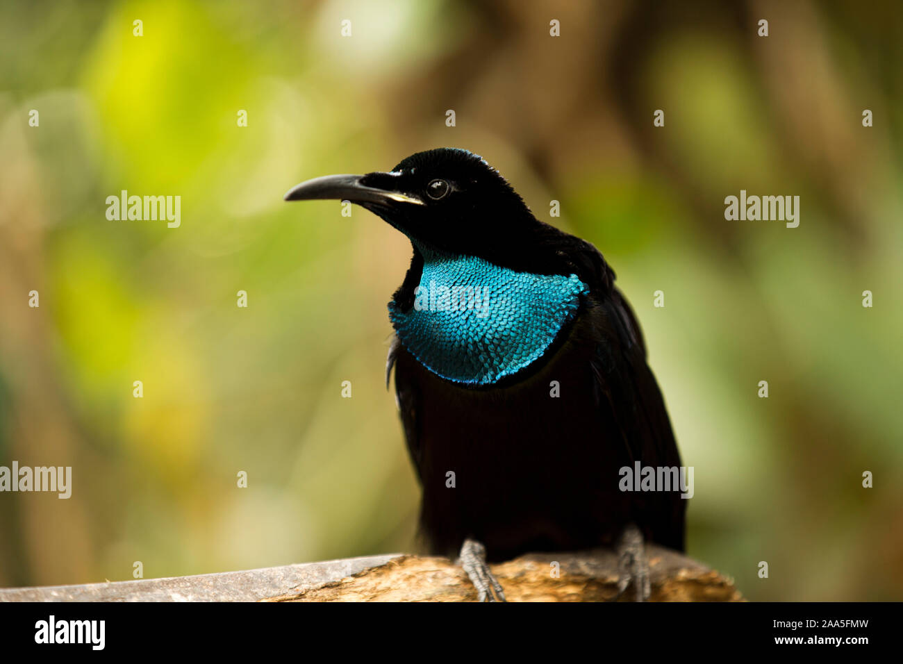Magnificent Riflebird