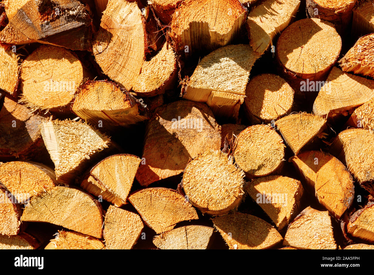 Piled wooden logs from cut pine trees lit by the sun Stock Photo - Alamy