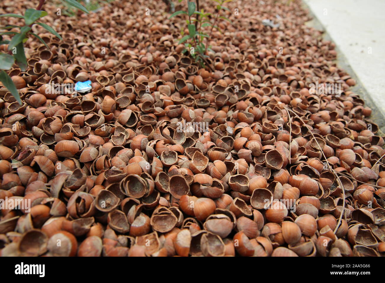 Peanut shells are scattered on the ground like mold. Hazelnut bark ...