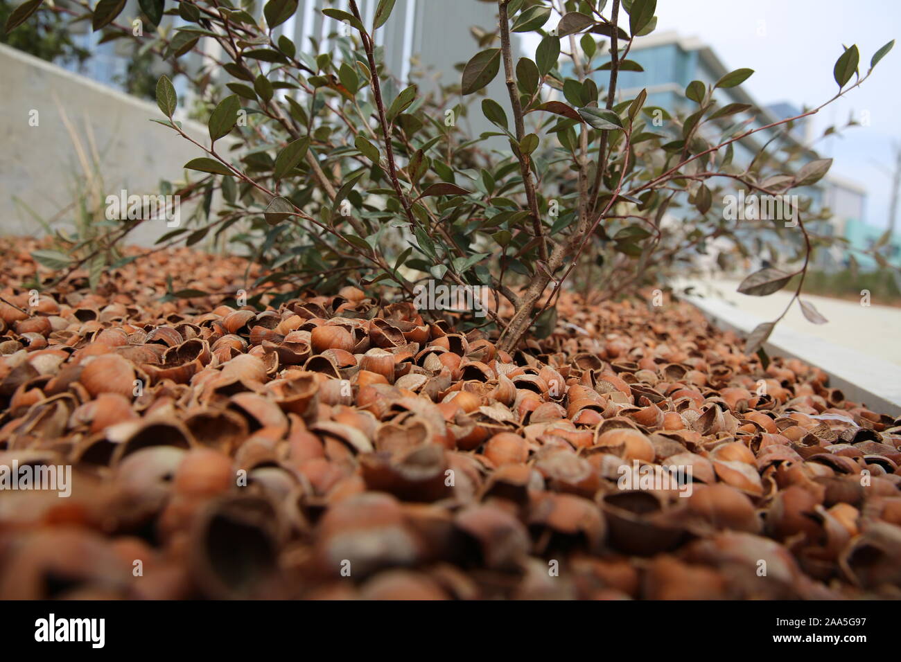 Peanut shells are scattered on the ground like mold. Hazelnut bark ...